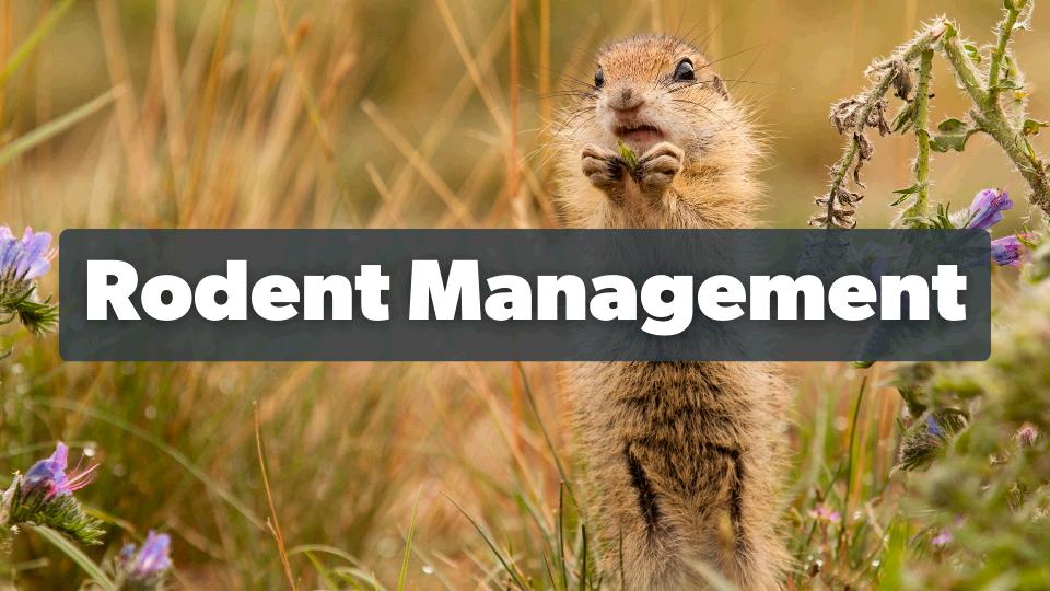 Rodent Management Solutions | Westview Co-op