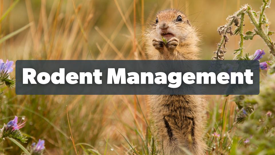 Rodent Management Solutions | Westview Co-op